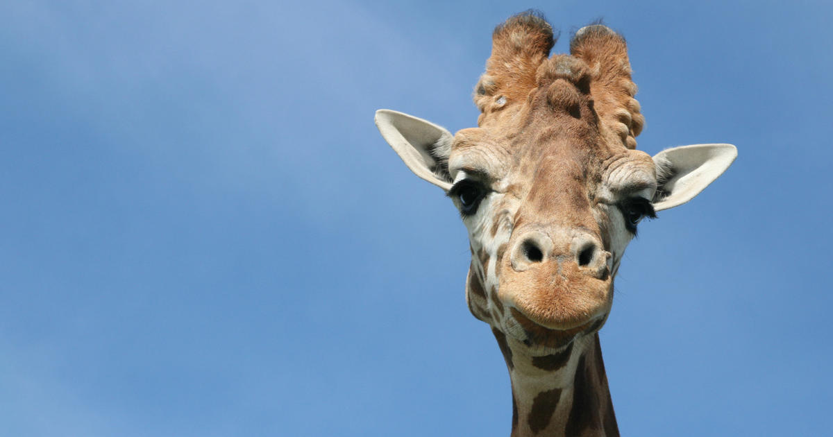 Giraffe Keeper Talk | Taronga Conservation Society Australia