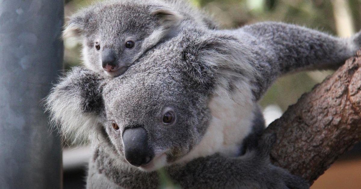 Koala Keeper Talk | Taronga Conservation Society Australia