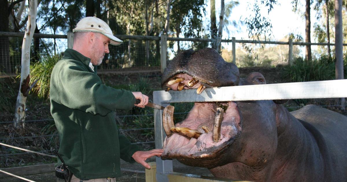 Tusk Training | Taronga Conservation Society Australia