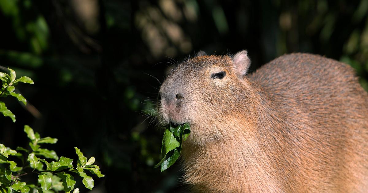 Meet Taronga's Capybaras | Taronga Conservation Society Australia
