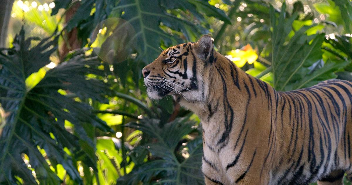 Stage 6: Observing Animal Behaviour | Taronga Conservation Society ...
