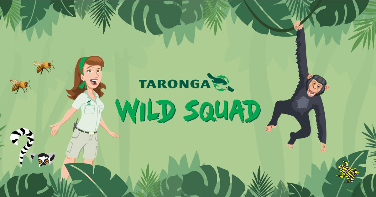 Become a Wild Squad Agent | Taronga Conservation Society Australia