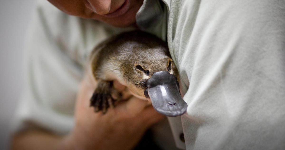 The Evolution of Australian Wildlife | Taronga Conservation Society ...