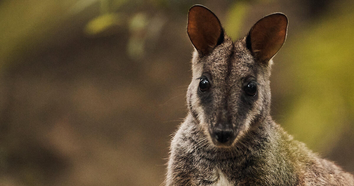 The Experience | Taronga Conservation Society Australia