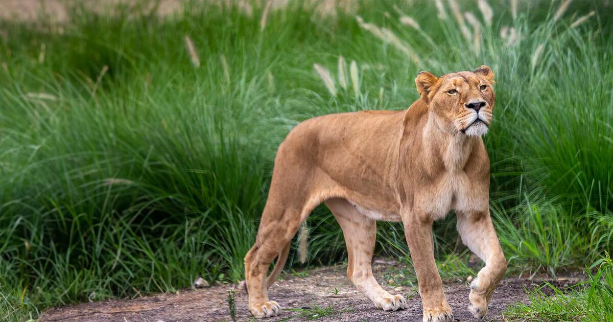 Lion Keeper Talk | Taronga Conservation Society Australia