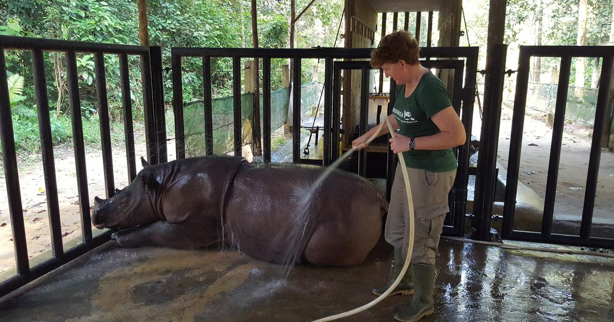 A visit to the Sumatran Rhino Sanctuary, by Nerida Taylor | Taronga ...