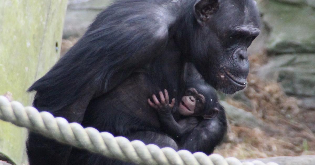 Chimp baby born at Taronga | Taronga Conservation Society Australia