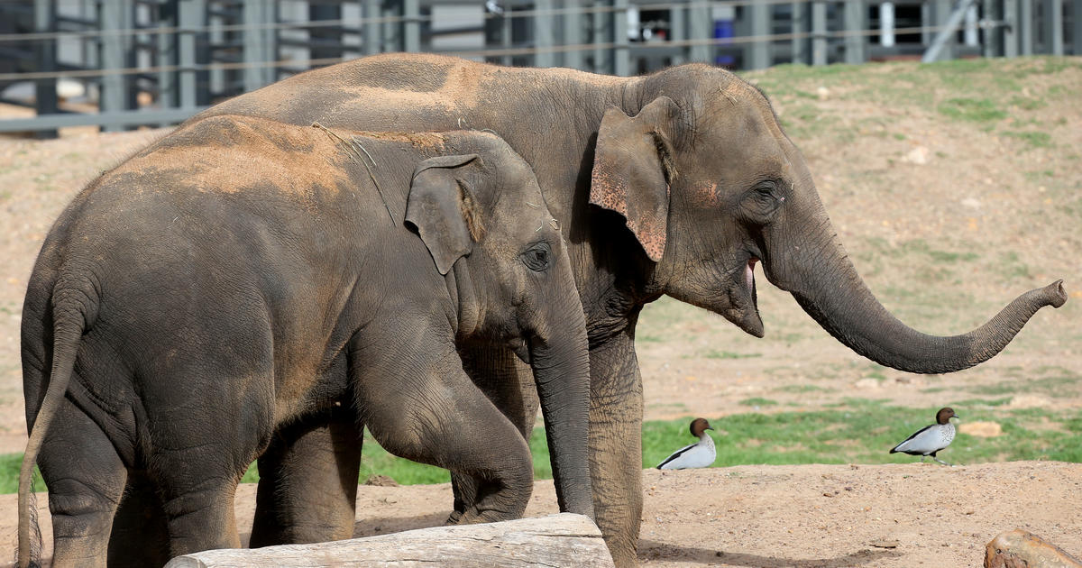Elephants arrive two by two | Taronga Conservation Society Australia