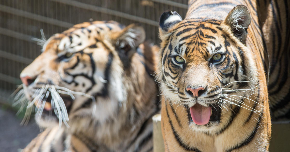 Trio of Tigers settling in well | Taronga Conservation Society Australia