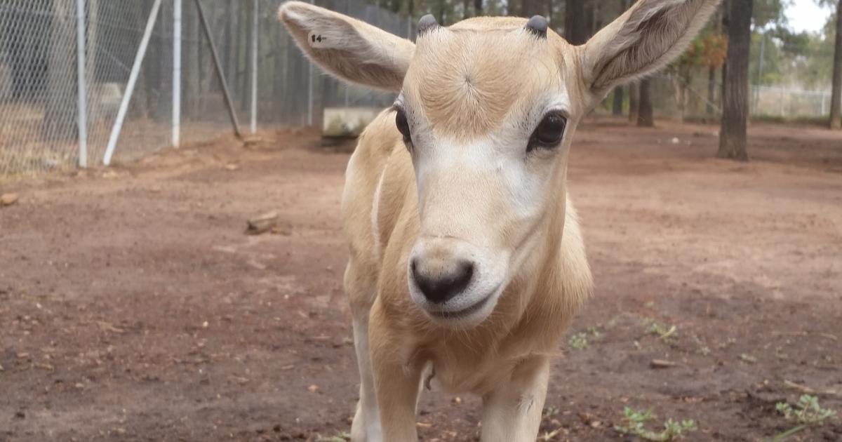 A third Addax calf born | Taronga Conservation Society Australia
