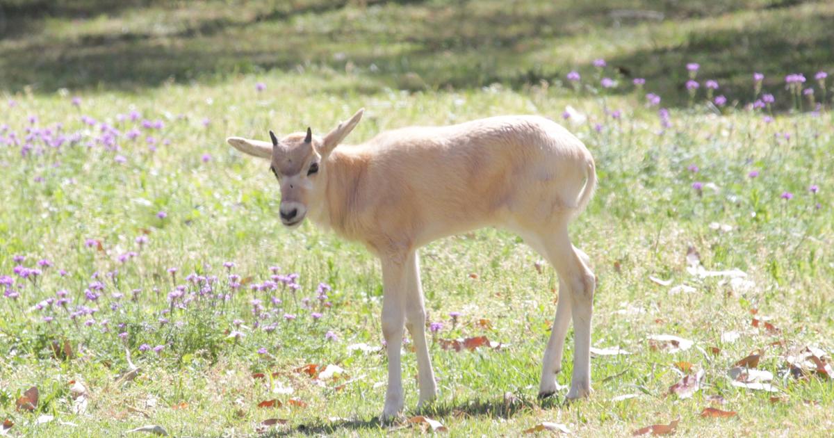Addax calf born | Taronga Conservation Society Australia