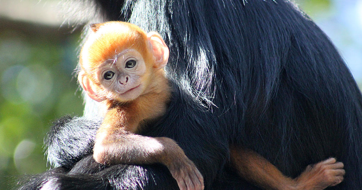 Bright orange leaf monkey born at Taronga | Taronga Conservation ...