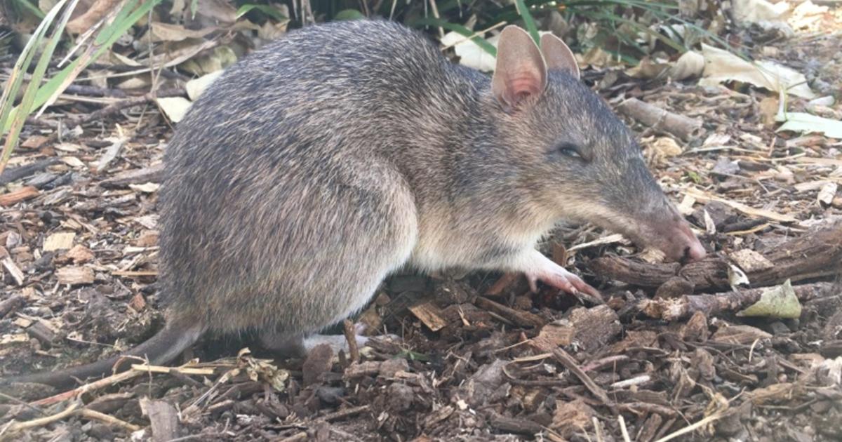 You say Bandicoot, I say BandiCUTE! | Taronga Conservation Society ...