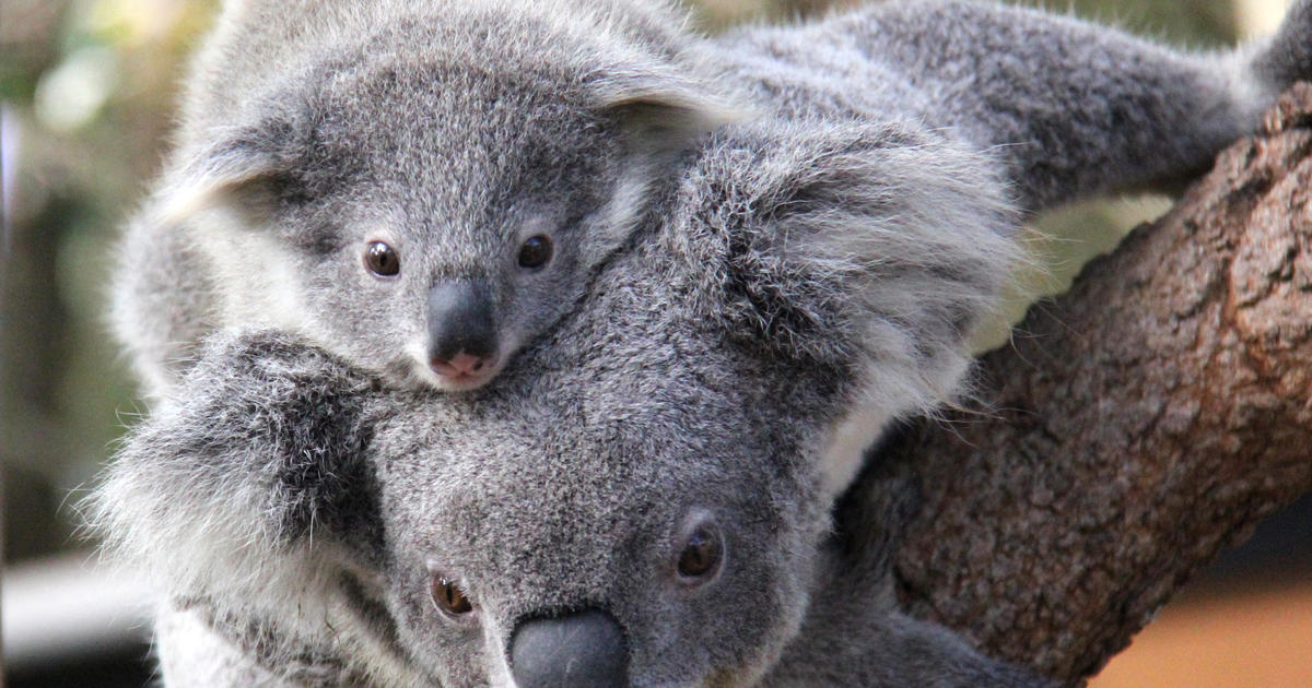 Koala joeys step out for spring | Taronga Conservation Society Australia