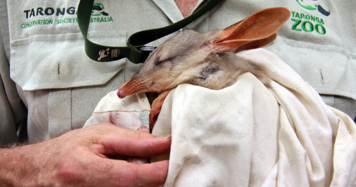 Taronga invites public to help name baby Bilbies | Taronga Conservation ...