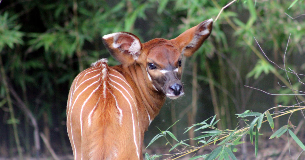 Bongo birth provides boost for critically endangered species | Taronga ...