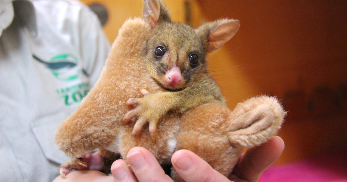 Orphaned possums get a helping hand at Taronga | Taronga Conservation ...