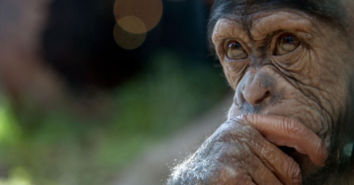 Progress report on female chimp introductions | Taronga Conservation ...