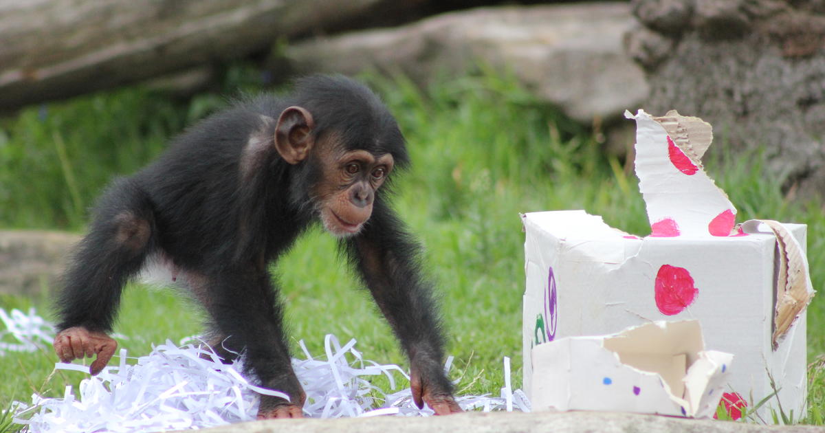 Chimps enjoy Christmas themed enrichment | Taronga Conservation Society ...