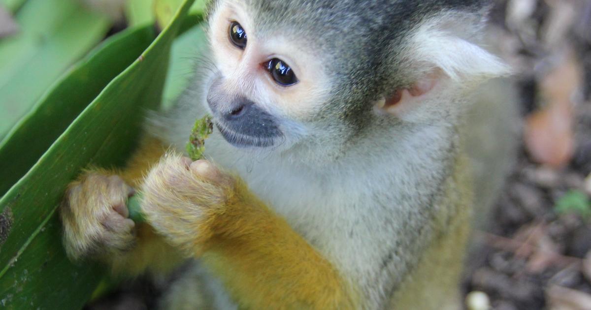 Tree’s a crowd: Taronga Welcomes a Vibrant New Group of Squirrel ...