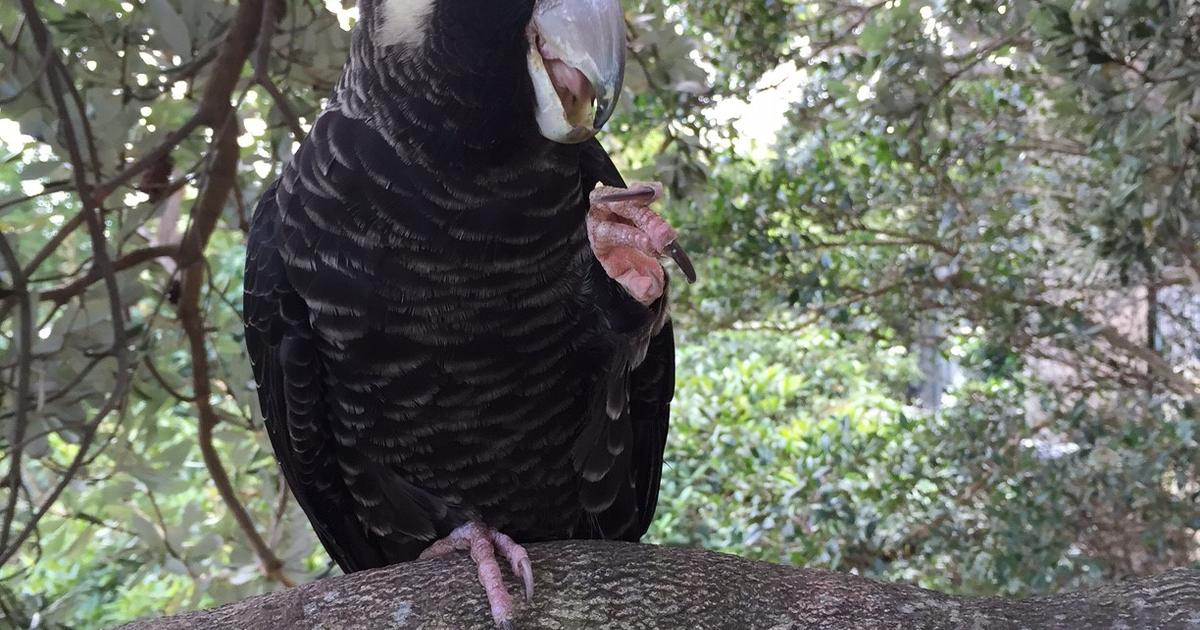 Daggles “Gets Physical” | Taronga Conservation Society Australia