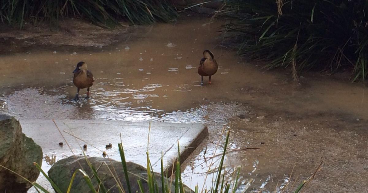Puddle playtime at B2B | Taronga Conservation Society Australia