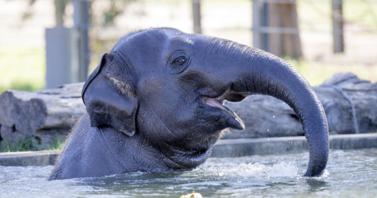 Asian Elephants settle into Taronga Western Plains Zoo | Taronga ...