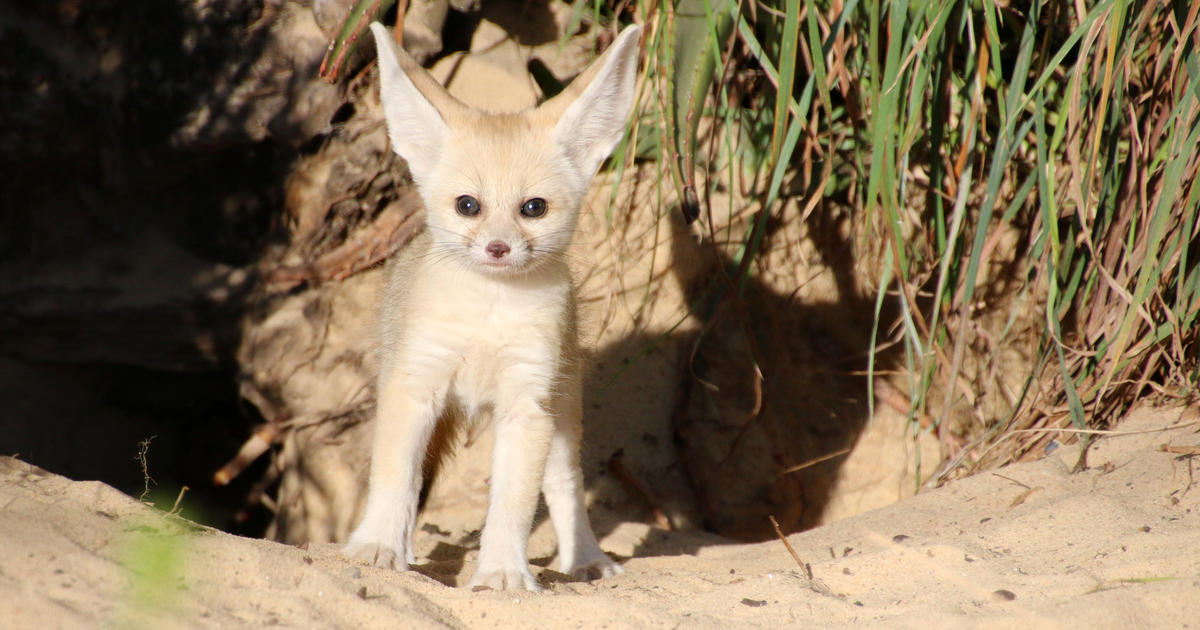 Taronga celebrates birth from world’s smallest fox | Taronga ...