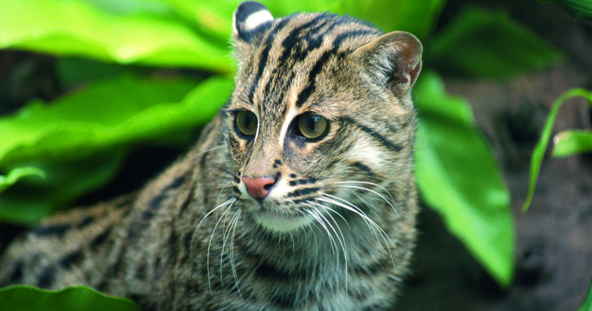 Making friends with the fishing cat | Taronga Conservation Society ...