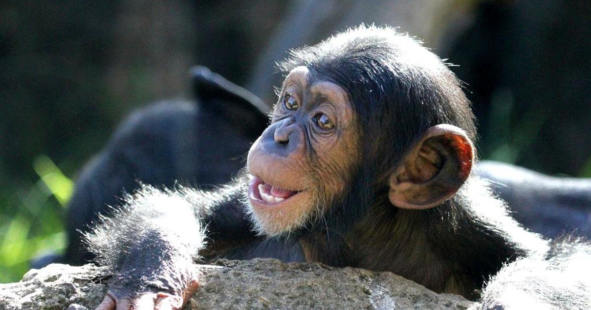 Never a dull moment for young chimps | Taronga Conservation Society ...