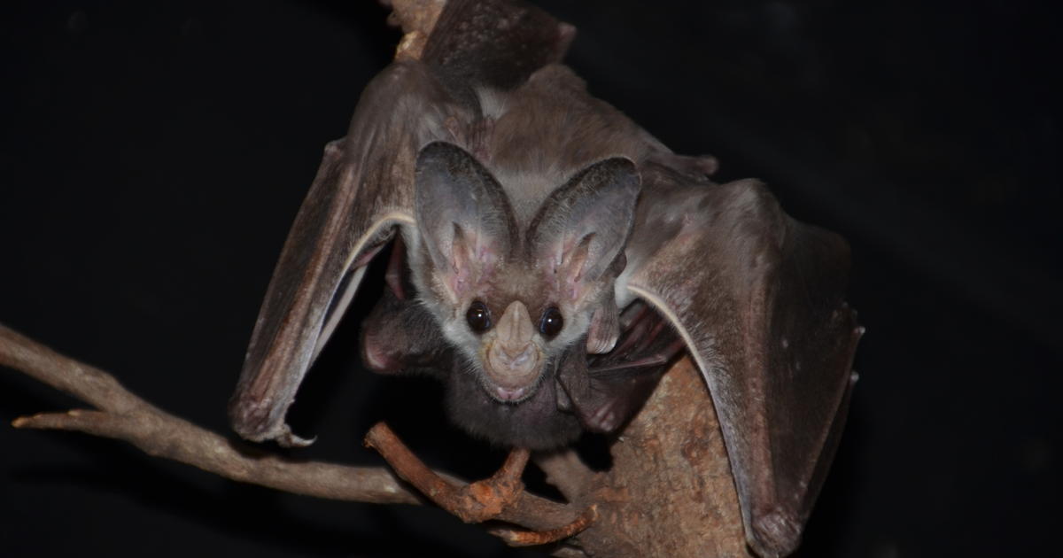 Ghostly pair born at Australian Nightlife | Taronga Conservation ...