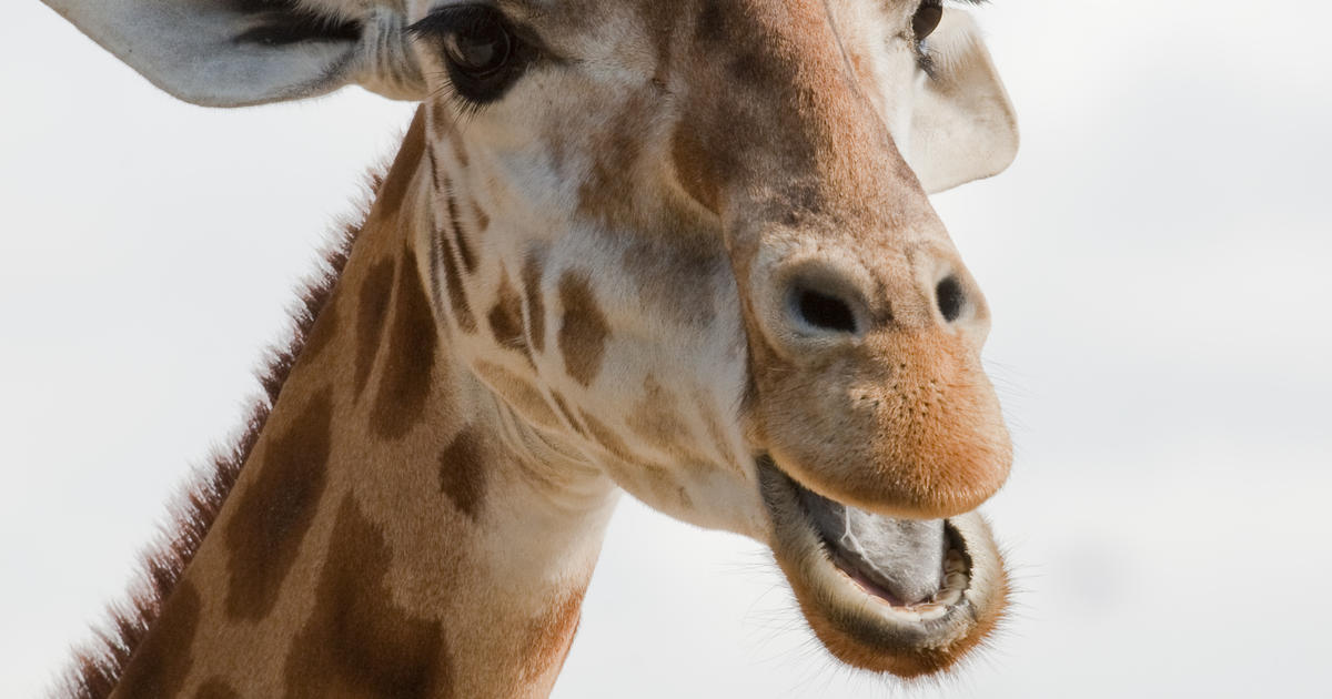 A morning in the life of a giraffe keeper | Taronga Conservation ...