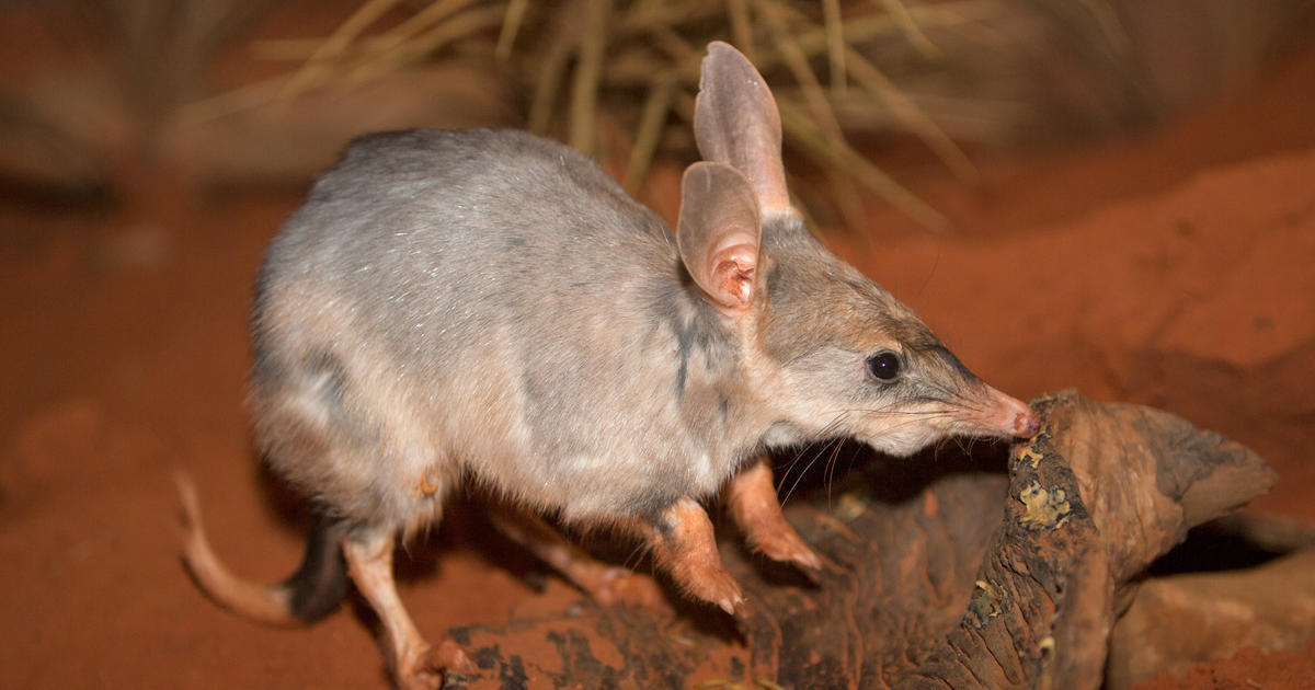 Bunnies vs. Bilbies: whose side will you take in the big Easter bout ...