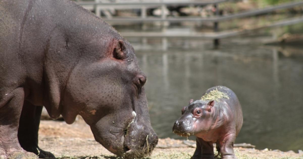 Zoo welcomes first Hippo calf in over a decade | Taronga Conservation ...