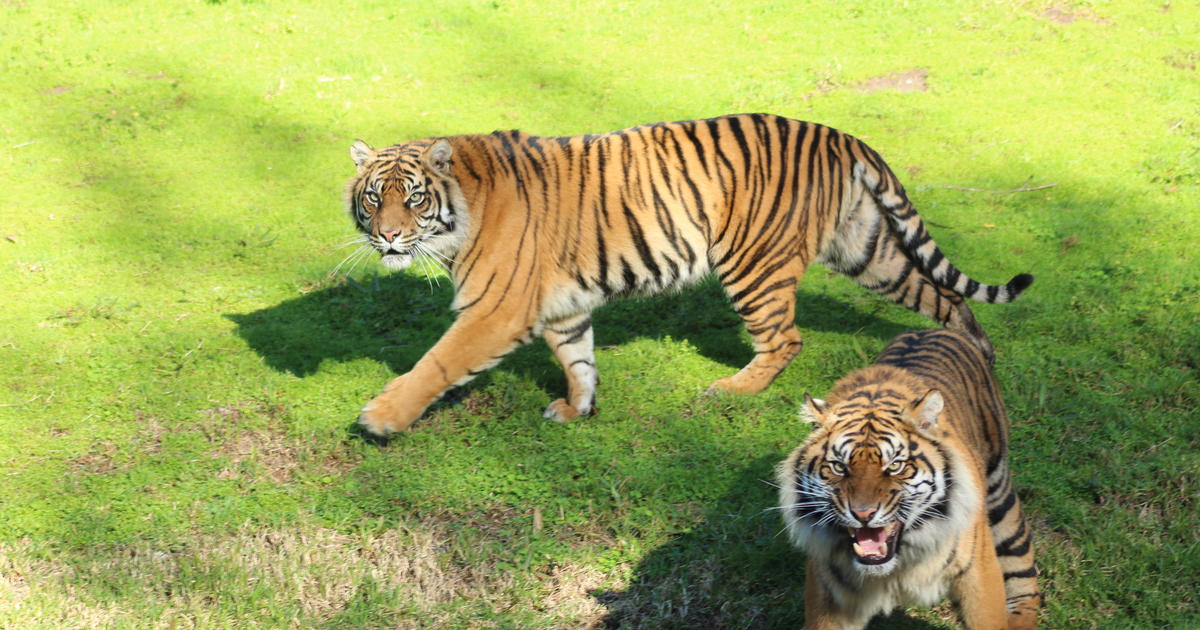 Tree change for Tigers | Taronga Conservation Society Australia