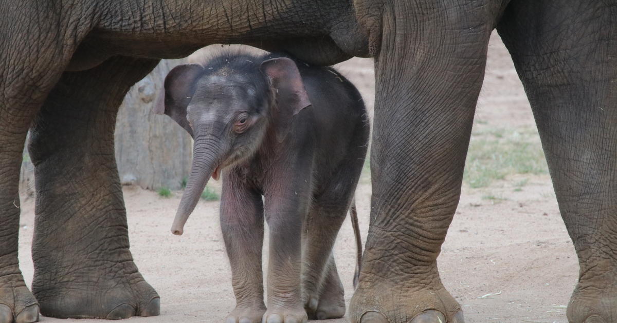 Elephant calf makes public debut in Dubbo | Taronga Conservation ...