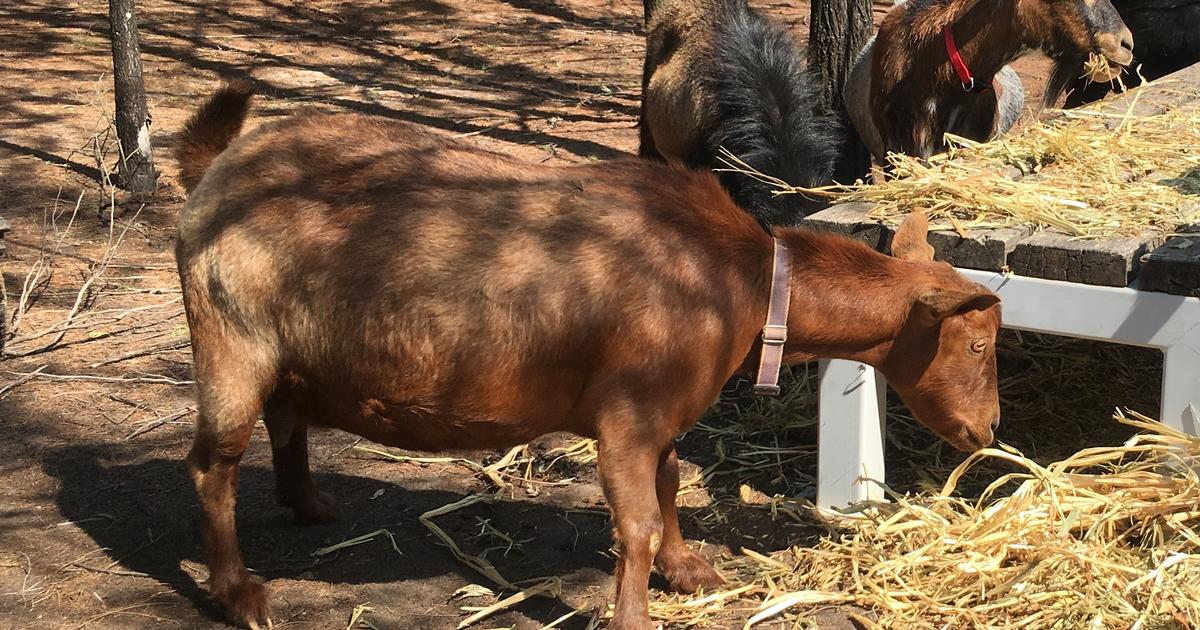 Goats arrive for new Pride Lands exhibit | Taronga Conservation Society ...