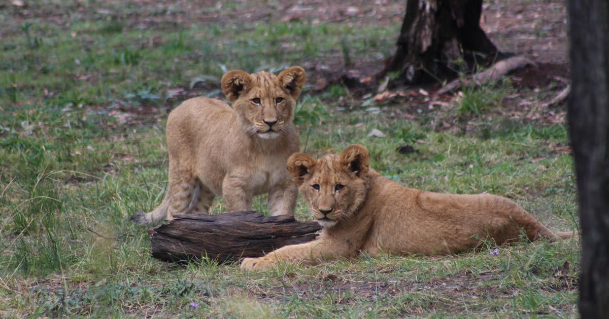 Lions cubs growing up | Taronga Conservation Society Australia