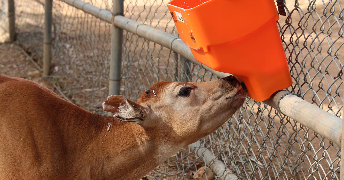 Raising a Banteng | Taronga Conservation Society Australia
