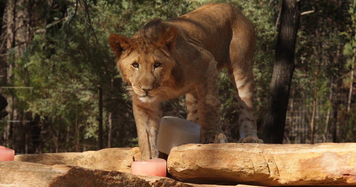 Lion cubs celebrate first birthday | Taronga Conservation Society Australia