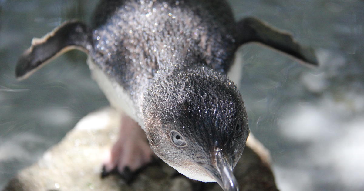 Little Penguins returned to the wild | Taronga Conservation Society ...
