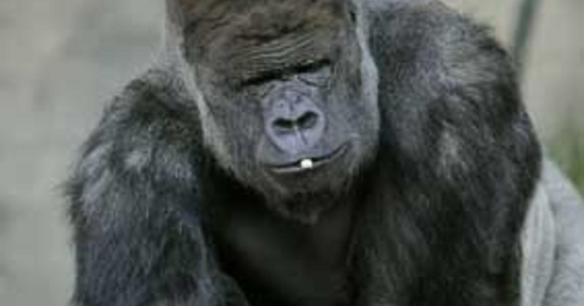 Kibabu's Global Conservation Dynasty | Taronga Conservation Society ...