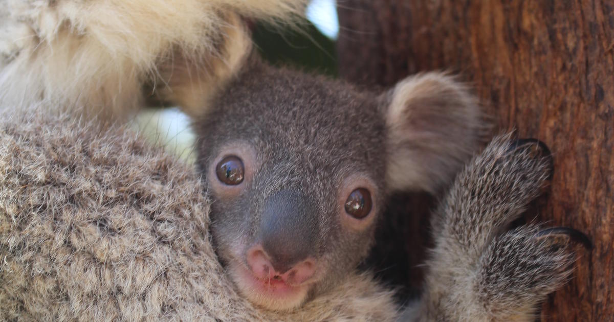 Spring has sprung! Koala joey emerges from pouch | Taronga Conservation Society Australia