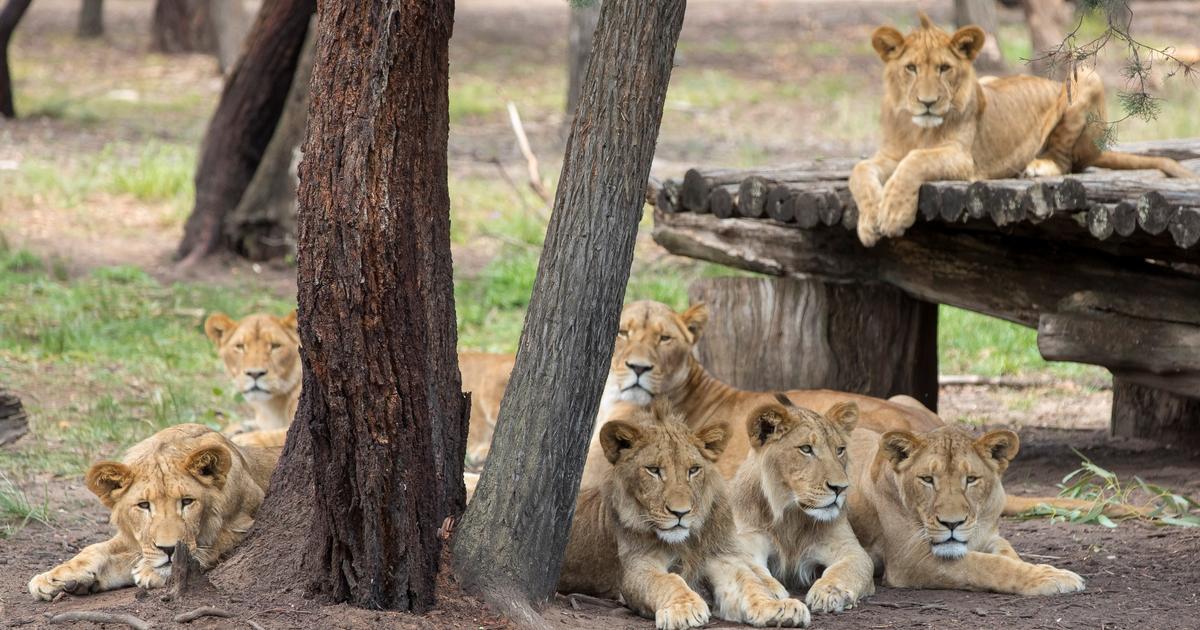 Lions in training | Taronga Conservation Society Australia