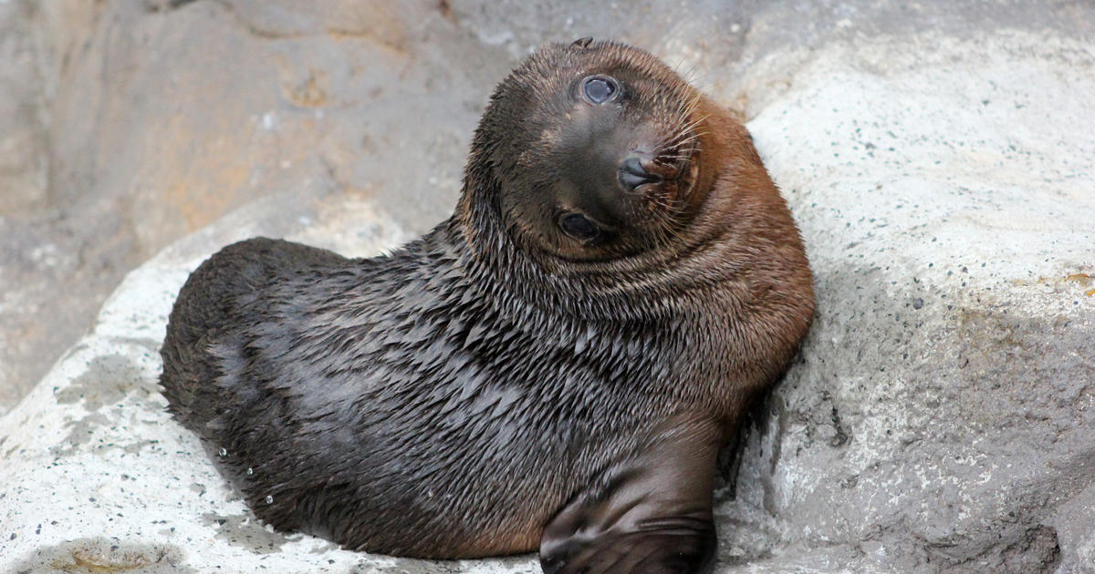 New faces ready to greet visitors at Taronga | Taronga Conservation ...