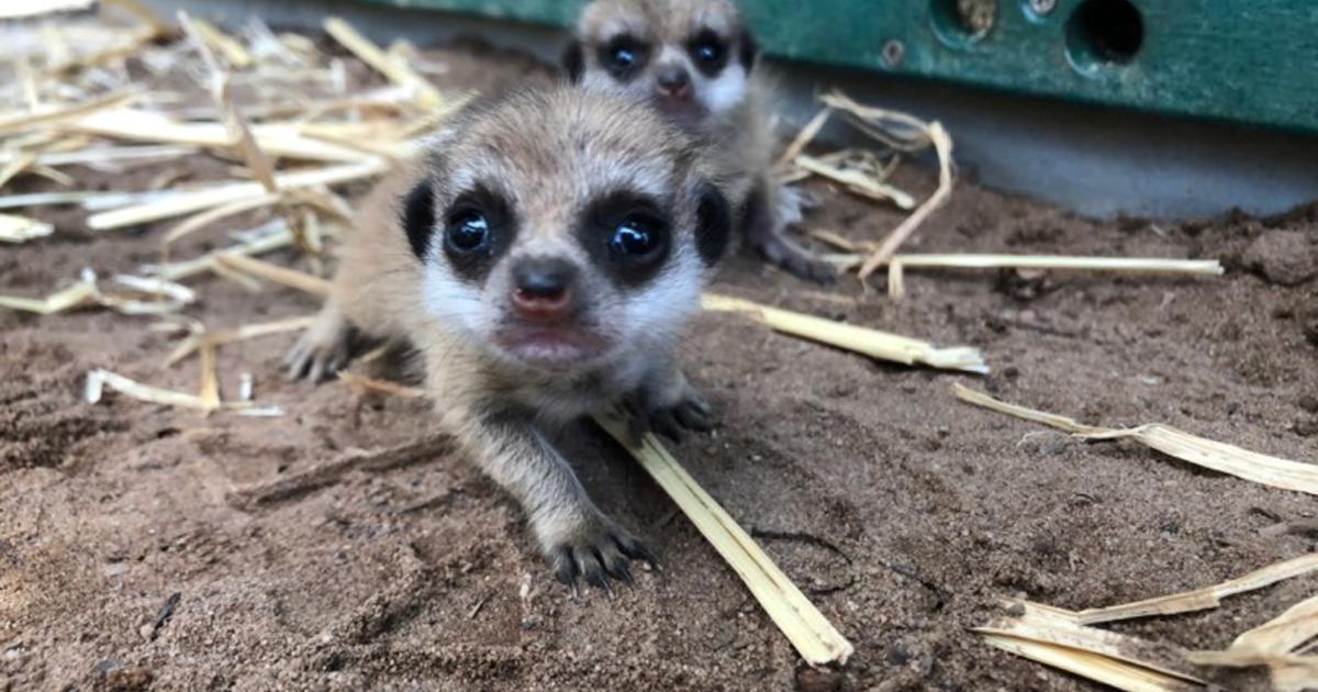 Zoo welcomes more Meerkats | Taronga Conservation Society Australia