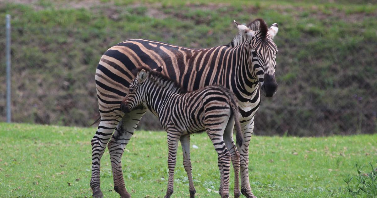 Birth of Zebra foal ends successful year at the Zoo | Taronga ...