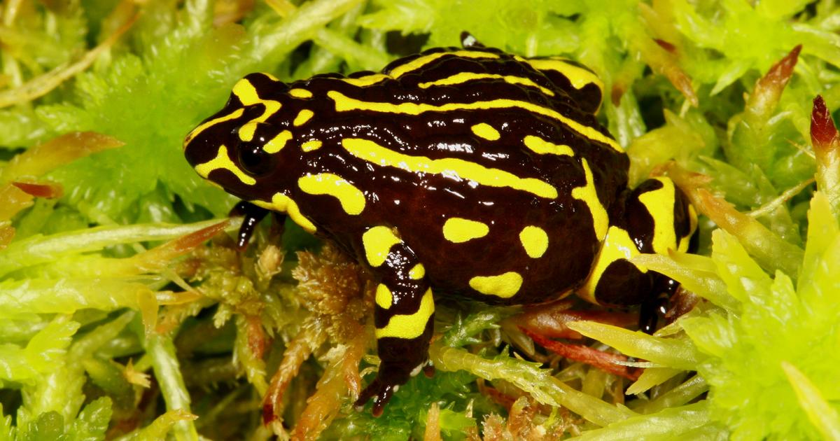 Egg release brings hope for Northern Corroboree Frogs | Taronga ...