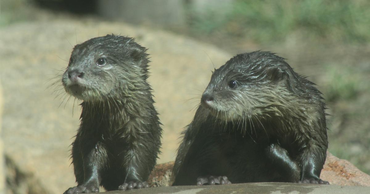 Otter pups growing up | Taronga Conservation Society Australia