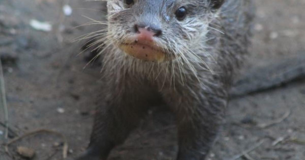 World Otter Day | Taronga Conservation Society Australia